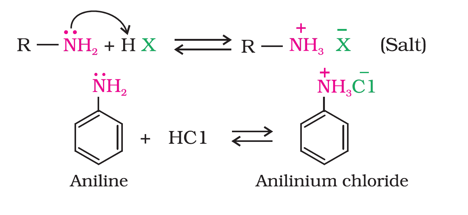 Amines NCERT Solutions: A Comprehensive Guide